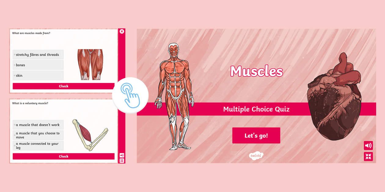 Muscles Interactive Multiple Choice Quiz (Teacher-Made)
