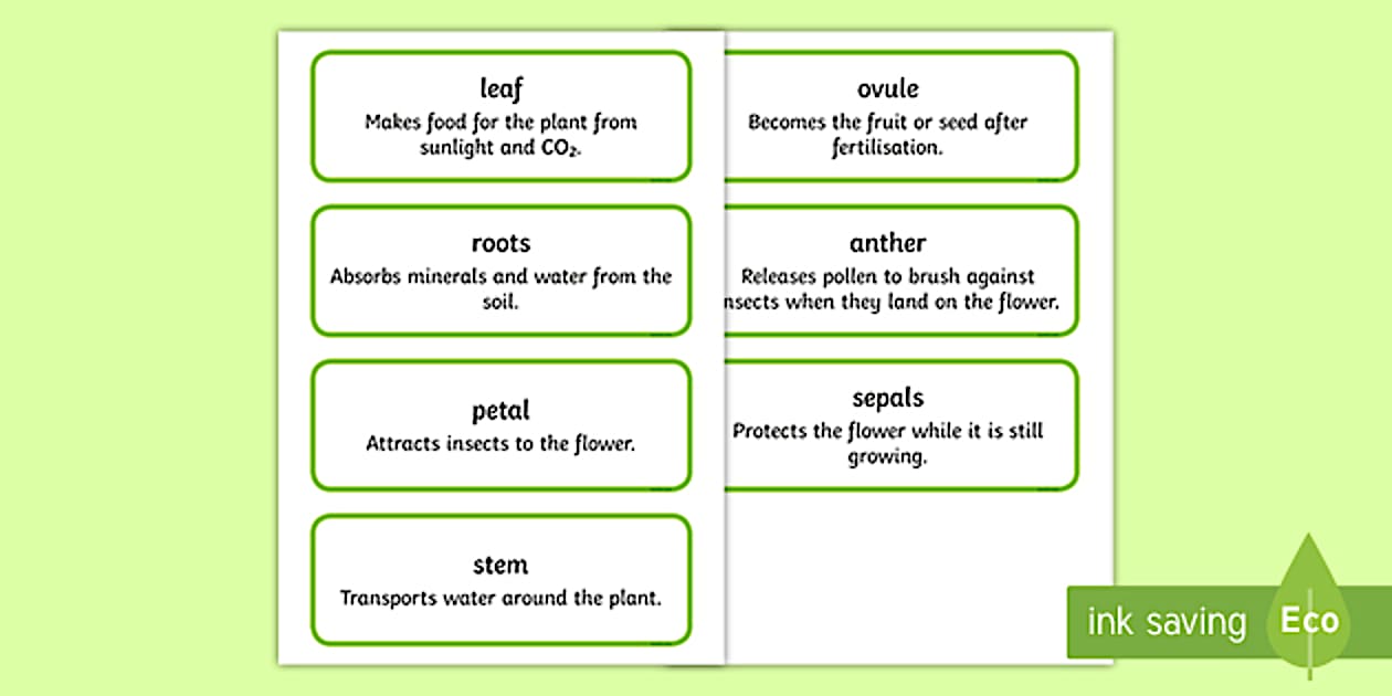 Parts of Plants Word Cards (teacher made) - Twinkl