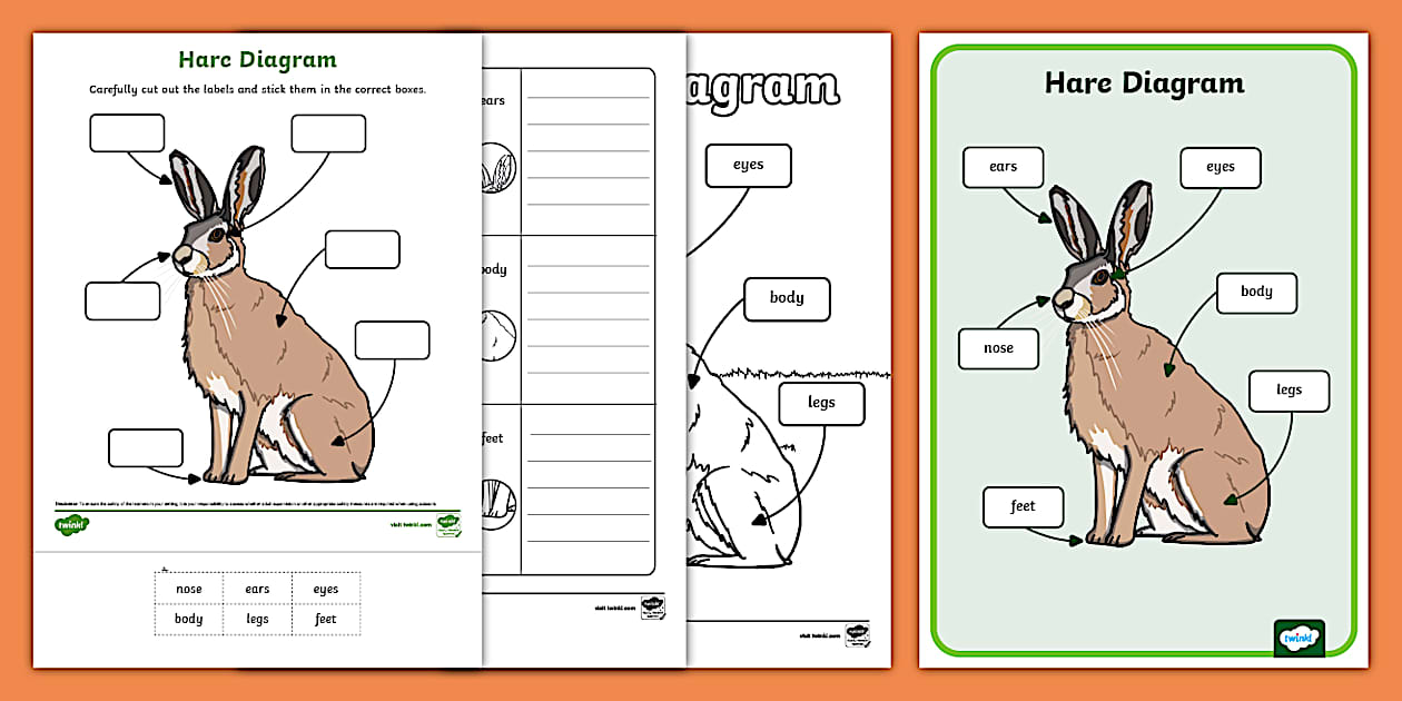 New Hare Diagram Pack Creat De Profesori Twinkl