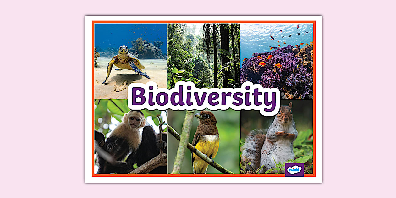 Biodiversity Photo Display Poster (Teacher-Made) - Twinkl