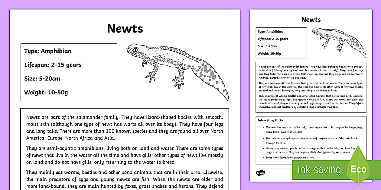 Newts Fact File (Hecho por educadores) - Twinkl