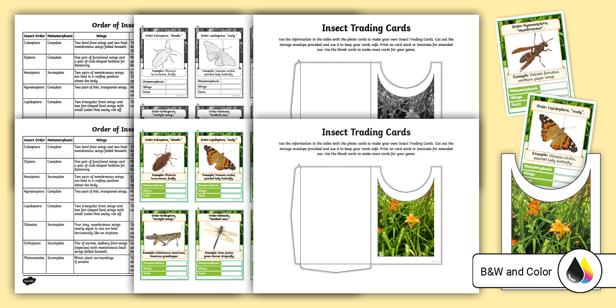 Insect Information Trading Cards for 6th-8th Grade - Twinkl