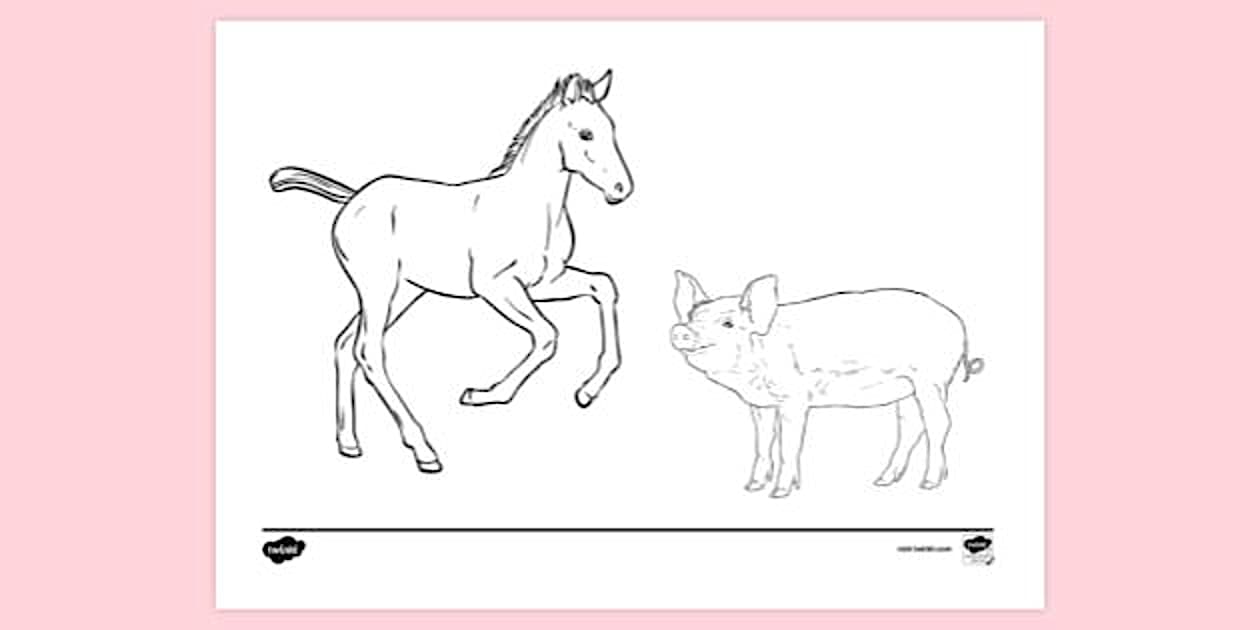 Foal and Pig Colouring Sheet | Colouring |Twinkl Resources