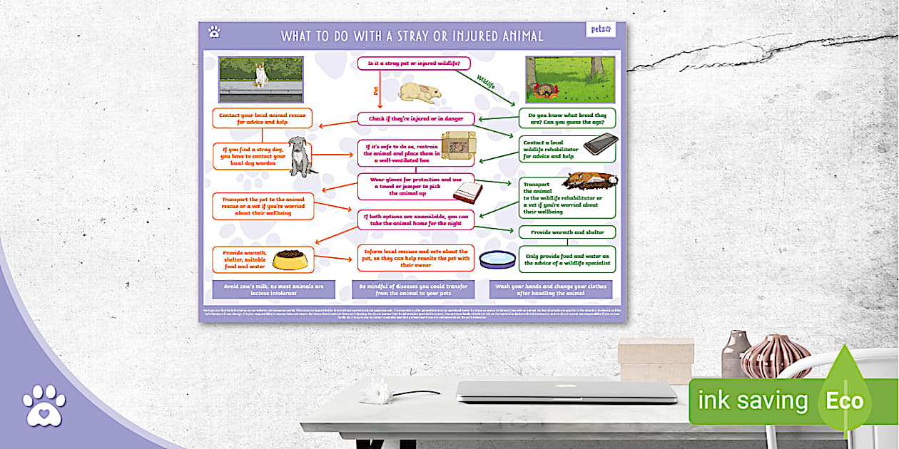 What to Do With a Stray or Injured Animal - Infographic