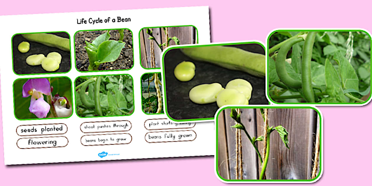 Life Cycle of a Bean Photo Cut Out Pack (teacher made)