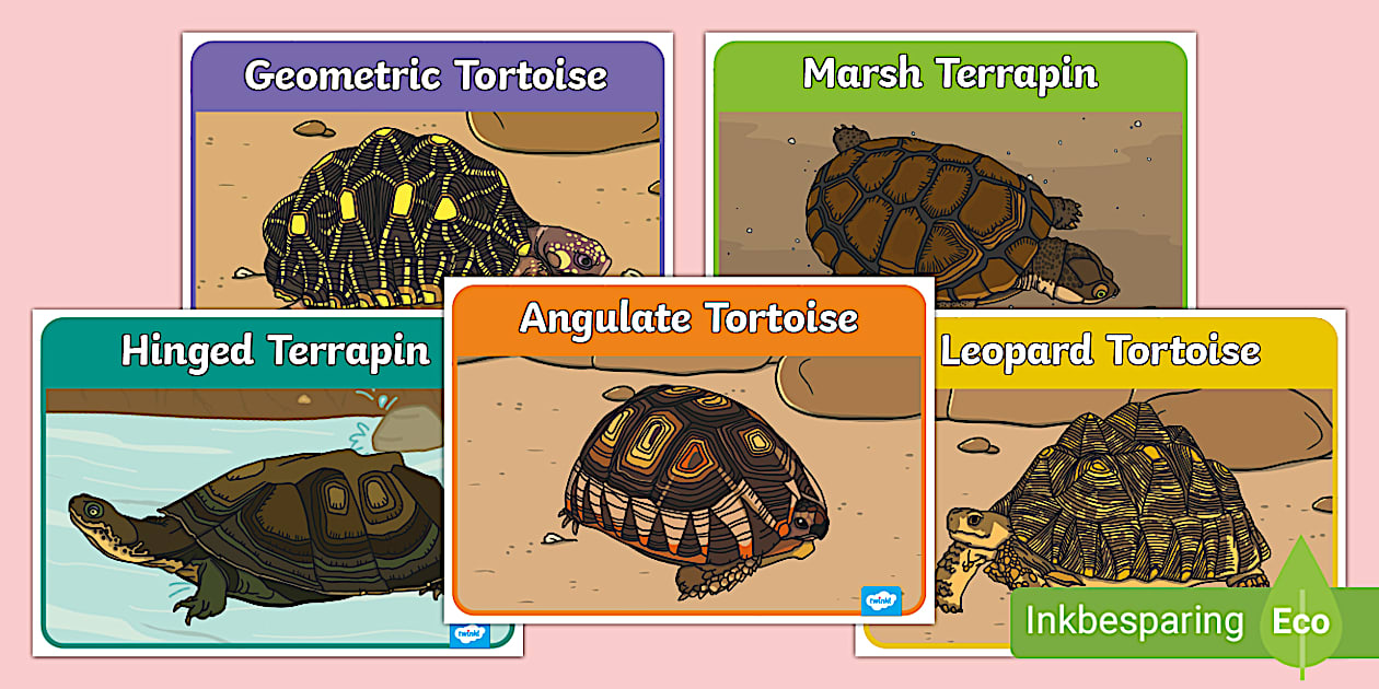 South African Tortoise and Terrapin Posters - A4 - Twinkl