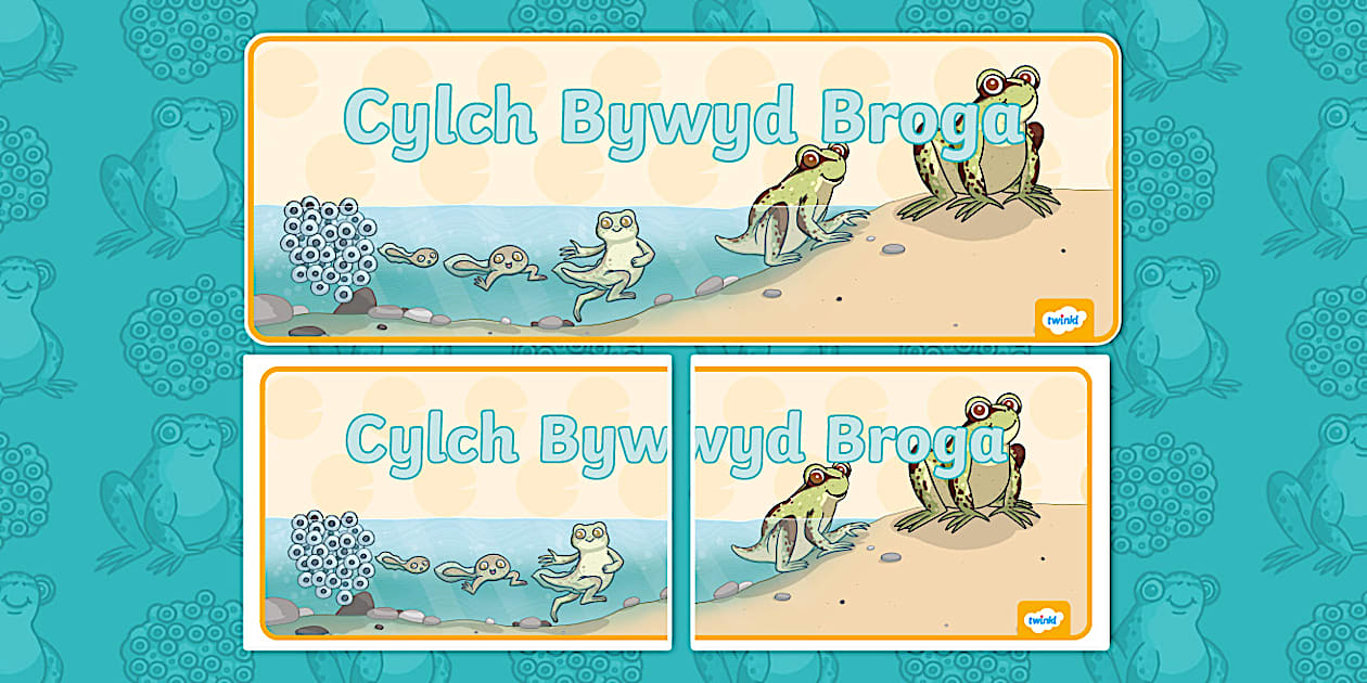 Y Ribid Perffaith: Baner Arddangos Cylch Bywyd Broga