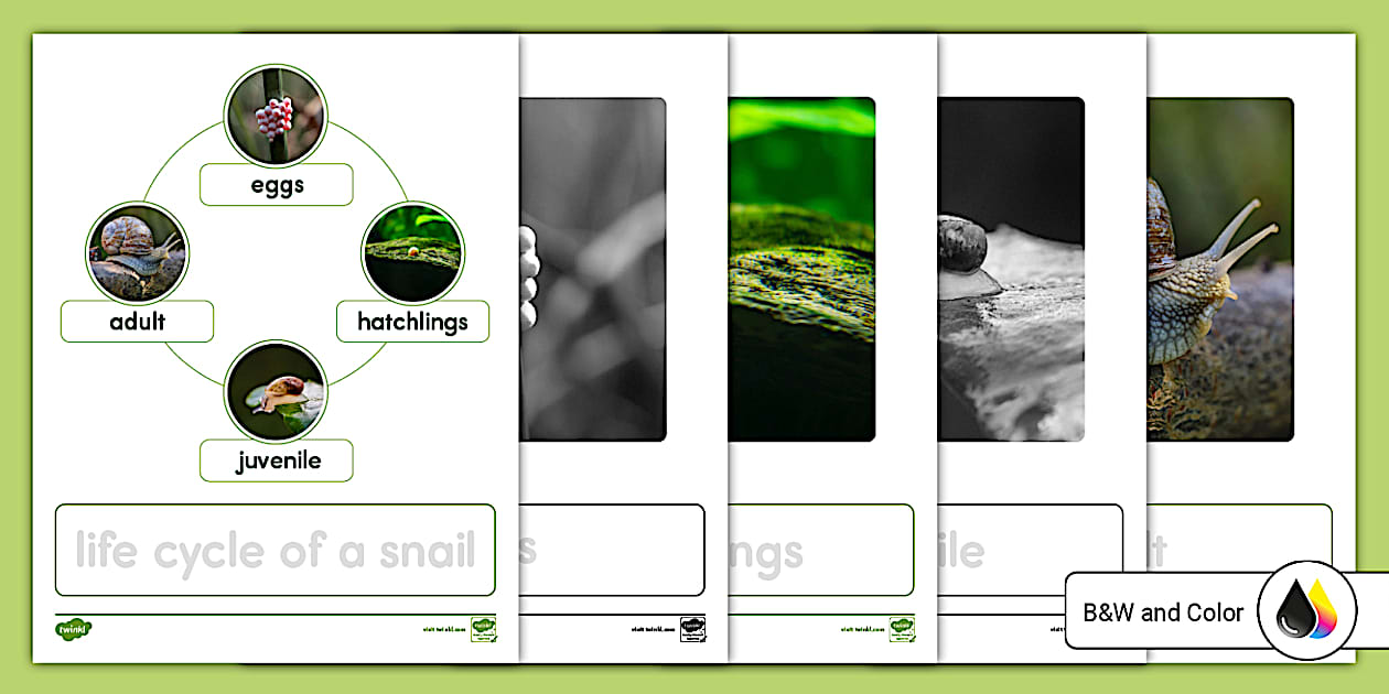 Early Childhood Life Cycle of a Snail Trace and Color