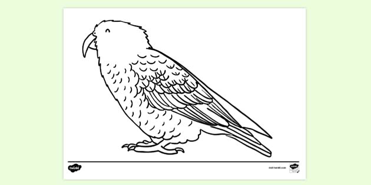 Kea Bird Colouring Sheet | Colouring Sheets (Teacher-Made)