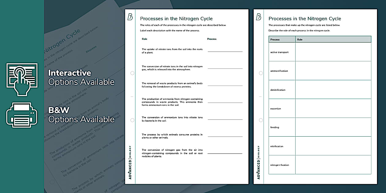 Nitrogen Cycle A Level Worksheet | Biology | Beyond - Twinkl