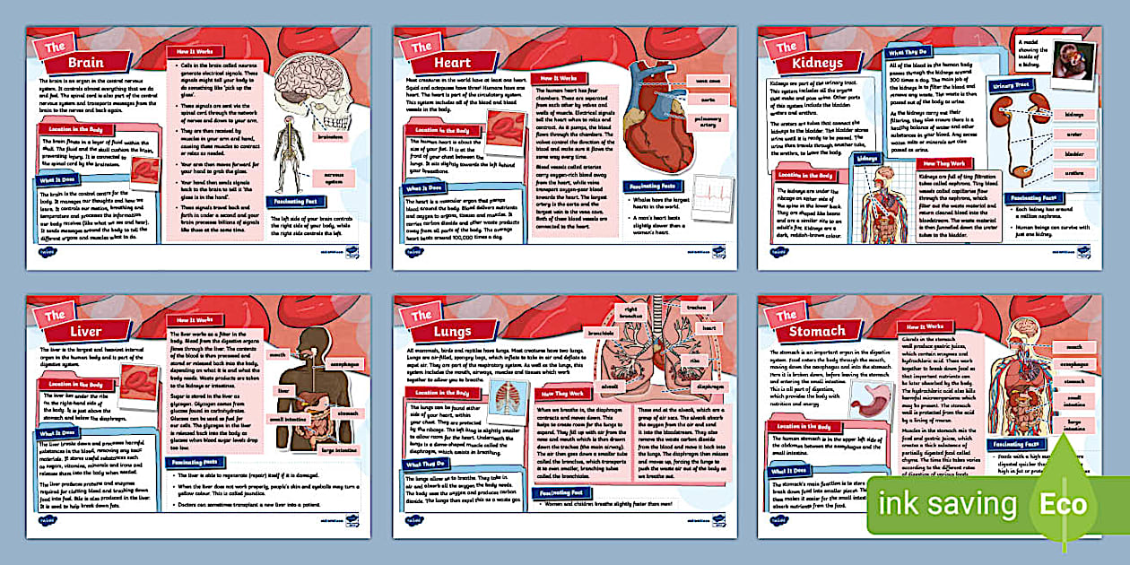 Human Organs Fact File Pack - KS2 (teacher made) - Twinkl