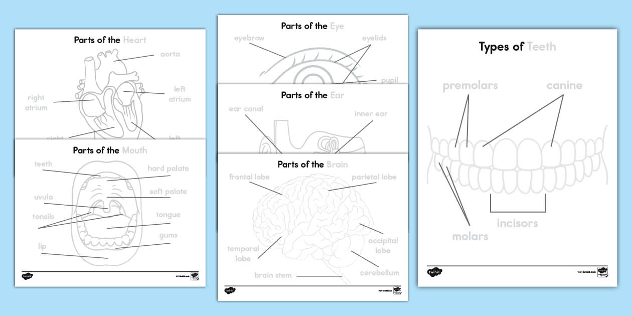 Human Body Color and Trace Pack for K-2nd Grade - Twinkl