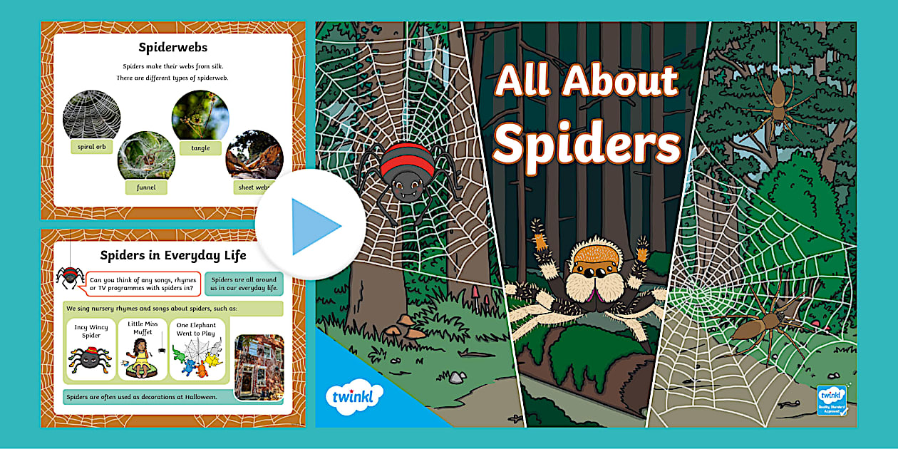 Spiders For Kids | Twinkl PowerPoint Resources - Twinkl