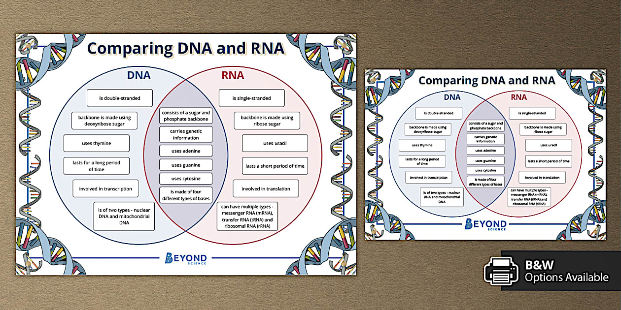 Comparing DNA and RNA (Teacher-Made) - Twinkl