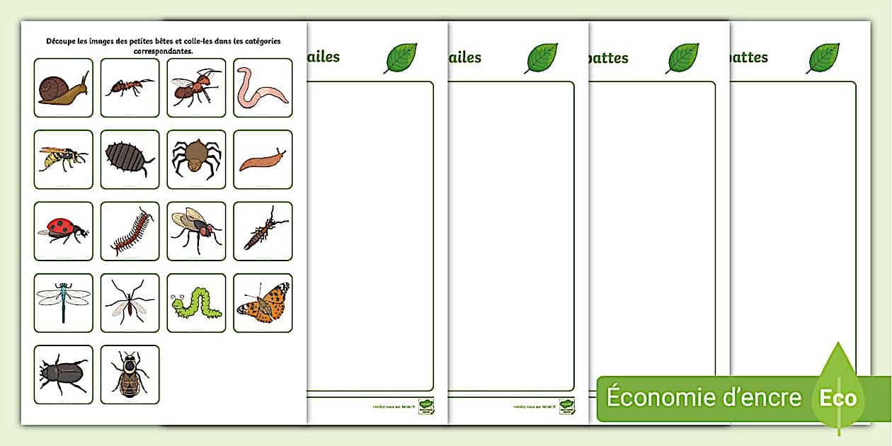 Activité de tri sur les petites bêtes