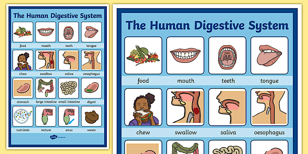 Editable KS1 The Digestive System Vocabulary Display Poster