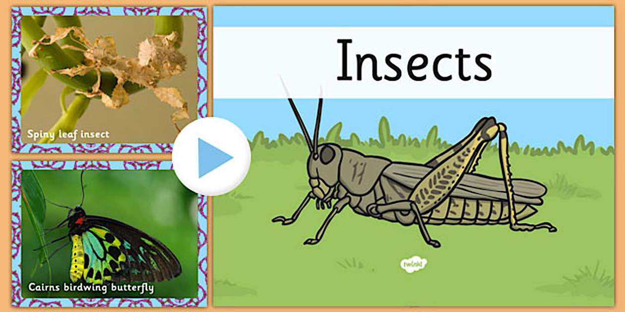 Australian Insects PowerPoint (Teacher-Made) - Twinkl