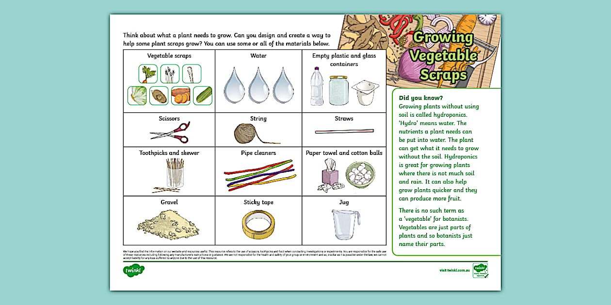 Growing Vegetable Scraps STEM Activity (teacher made)