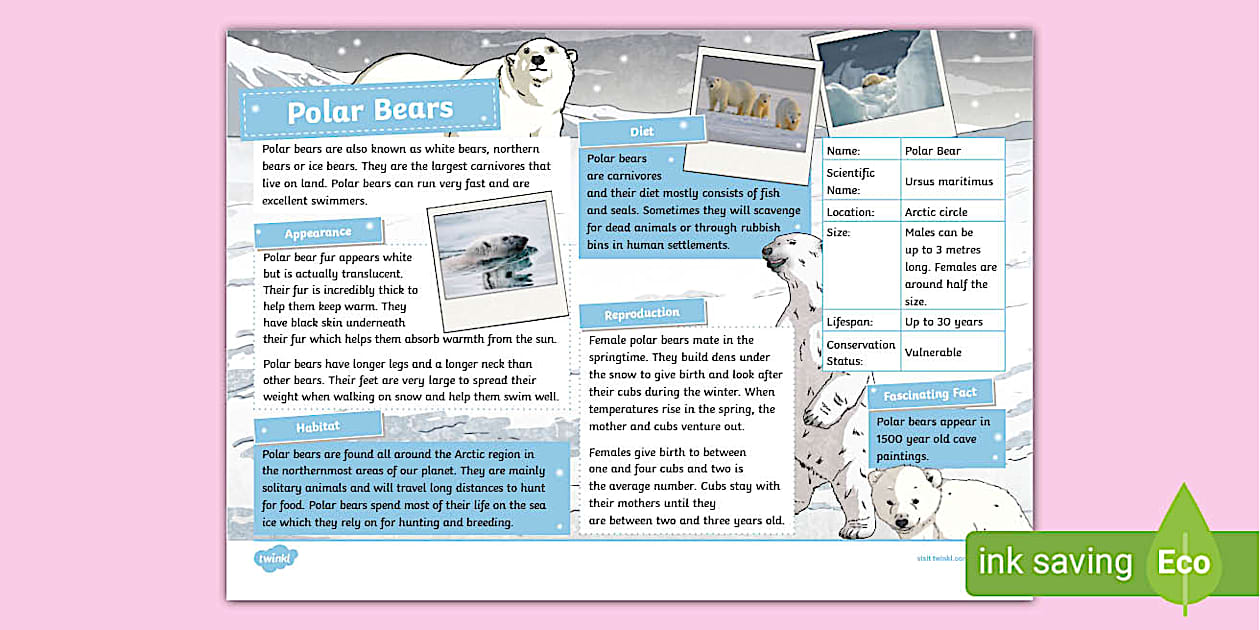Polar Bear Fact File - KS2 - Animals - Habitats - Arctic