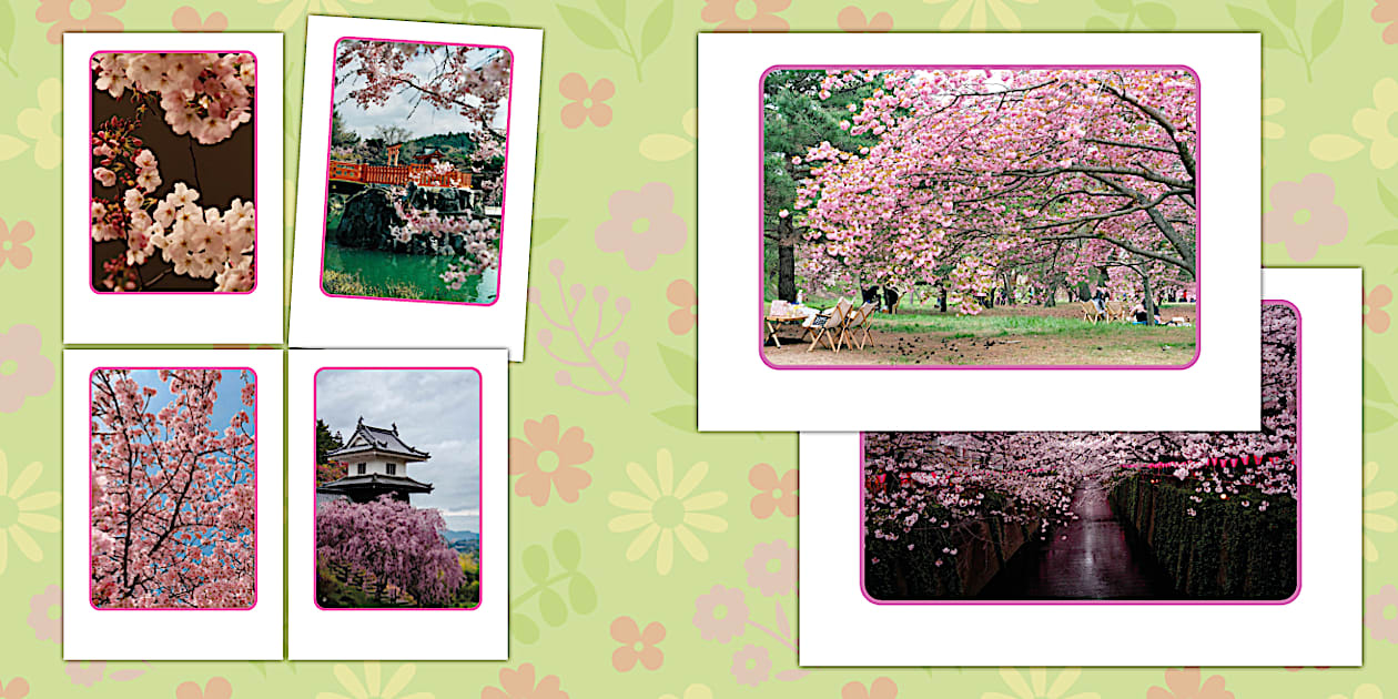 Sakura Tree Display Photo Pack (teacher made) - Twinkl
