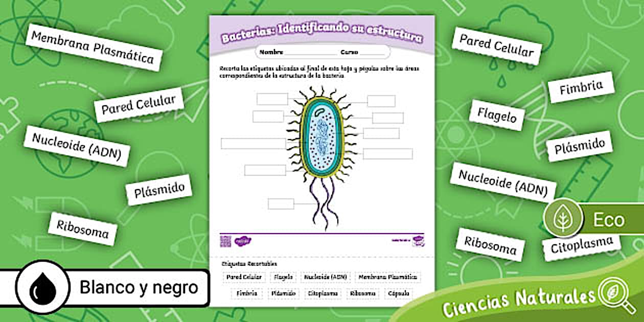 bacteria estructura partes célula procariota bacterias