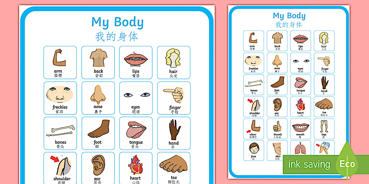 My Body Vocabulary Poster English/Mandarin Chinese - My Body Vocabulary ...