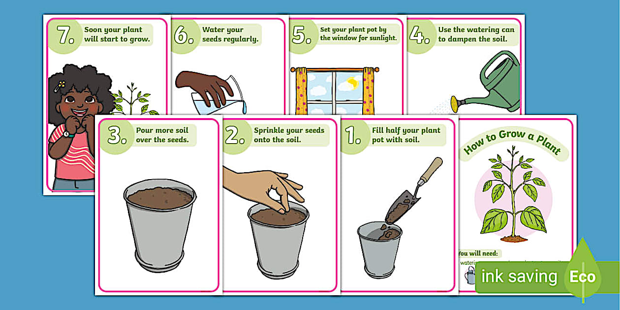Plant Growth Poster Set - How to Grow a Plant - Twinkl