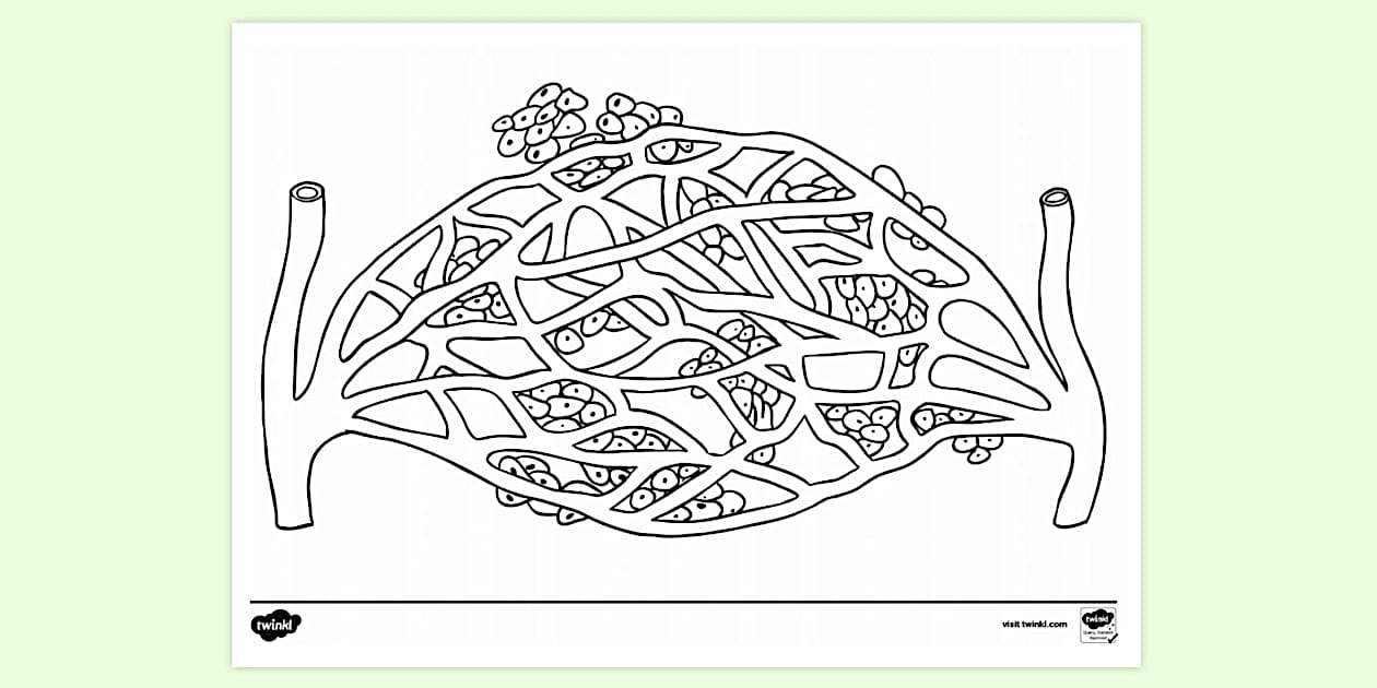 Blood Vessel Colouring Sheet | Colouring Sheets - Twinkl