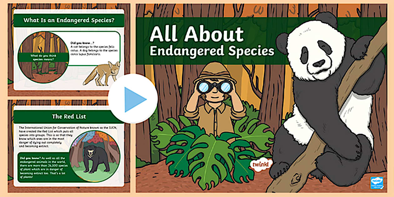 All About Endangered Species PowerPoint - Twinkl - KS1