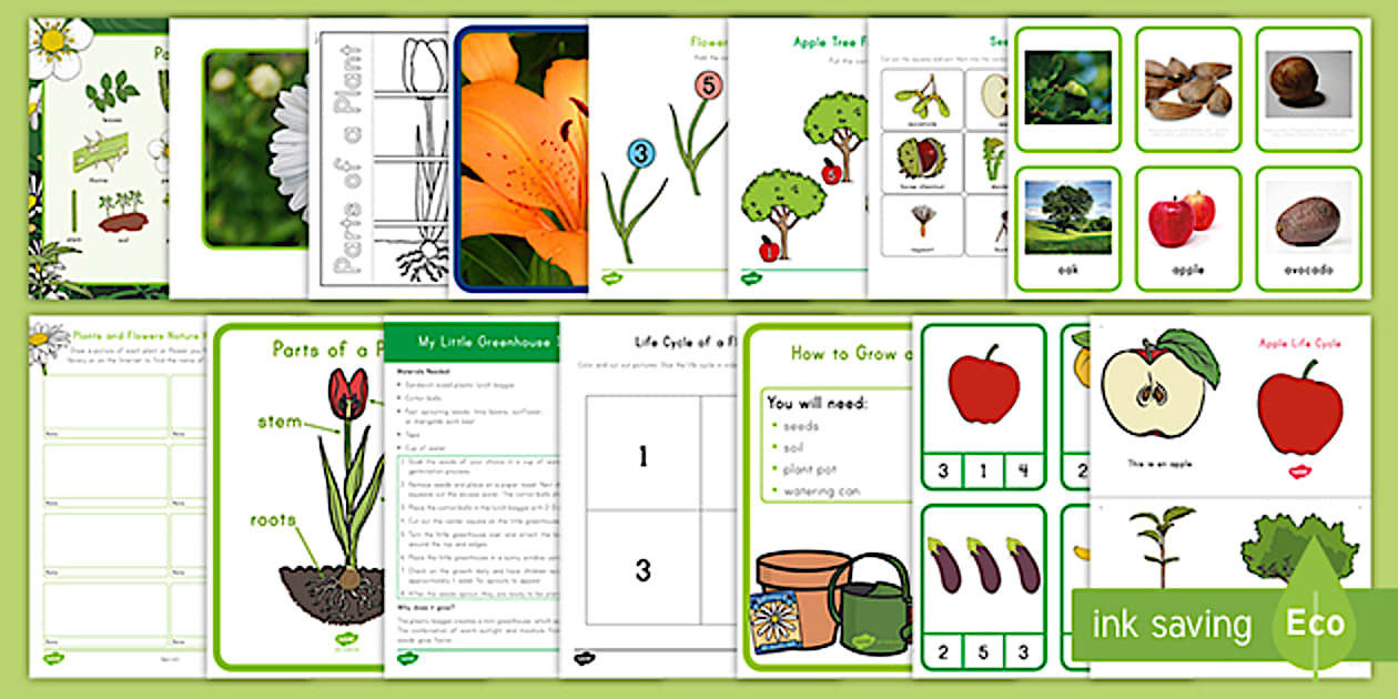 Kindergarten Plants Activity Pack