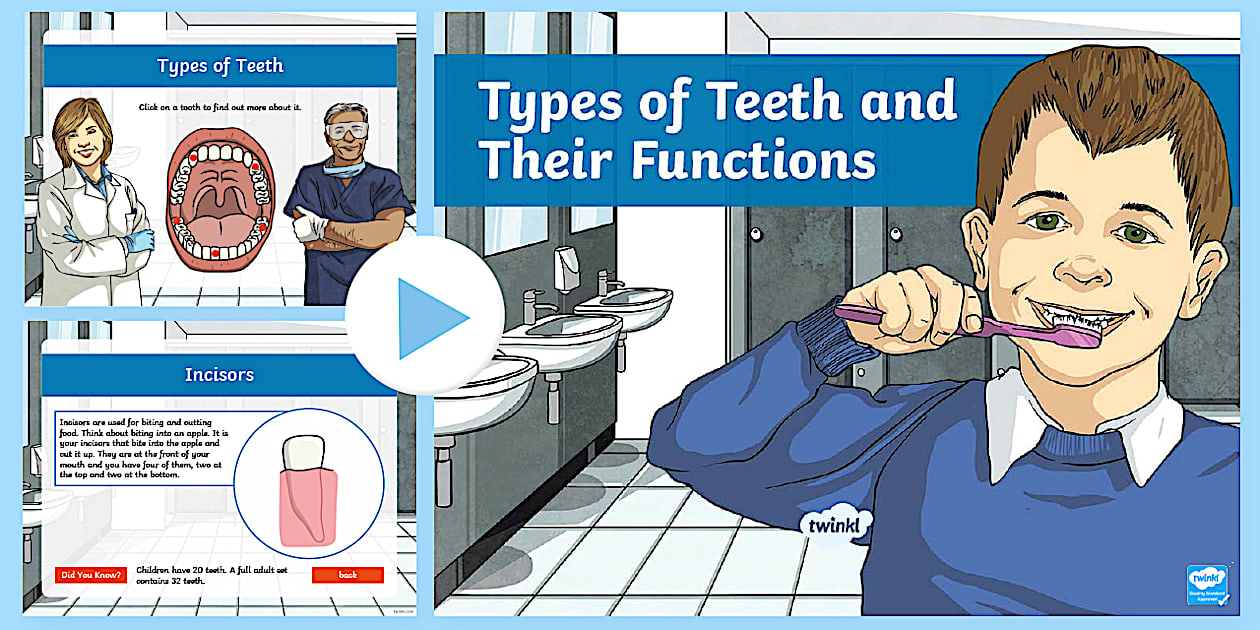 All About Teeth KS2 PowerPoint (teacher made) - Twinkl