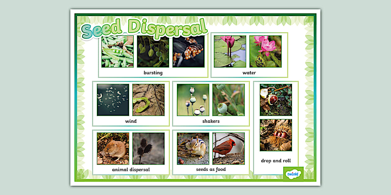 Seed Dispersal Photo Display Poster (teacher made) - Twinkl