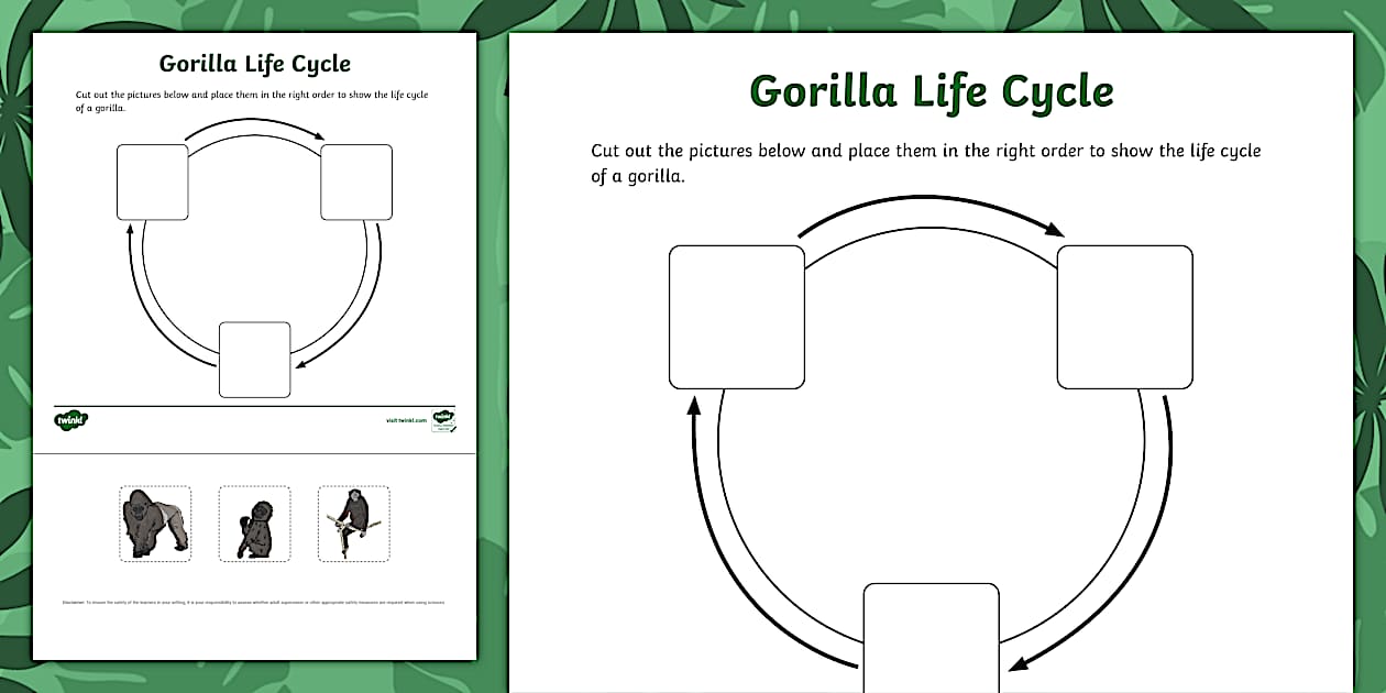 A Life Cycle of a Gorilla Activity Sheet (teacher made)
