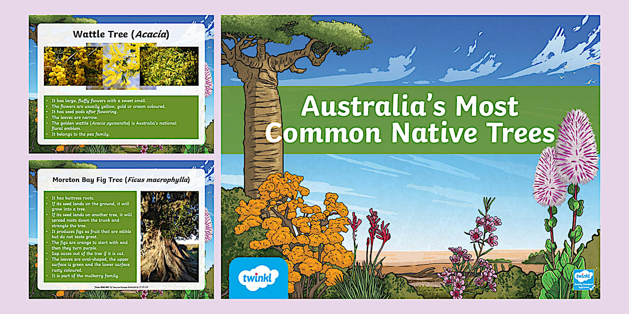 Australia’s Most Common Native Trees PowerPoint - Twinkl