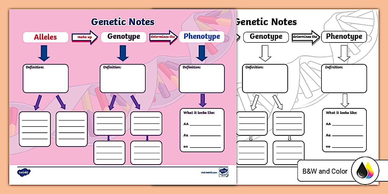 Seventh Grade Genetic Notes Graphic Organizer - Twinkl