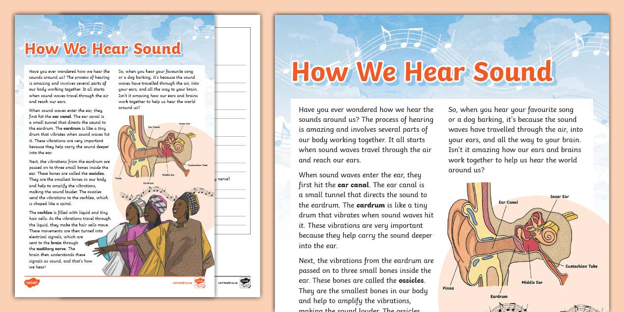 How We Hear Sound (Hecho por educadores) - Twinkl