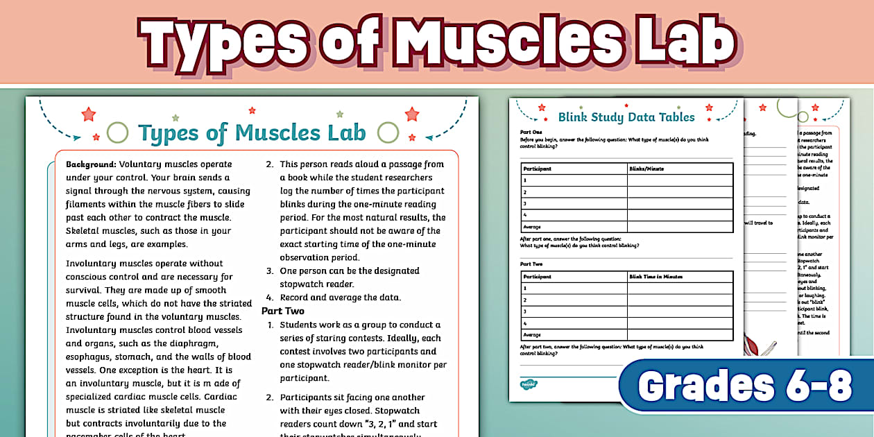 Hands-on Muscular System: Types of Muscles Lab Station