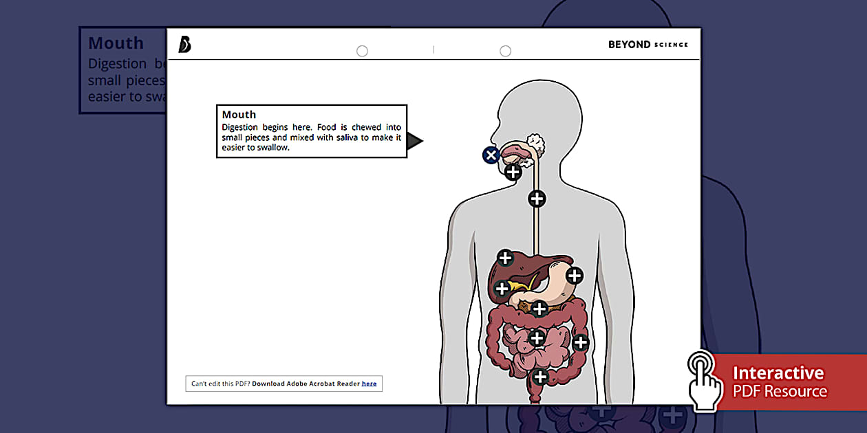 Digestive System Diagram - Hotspots - Junior Cert - Twinkl