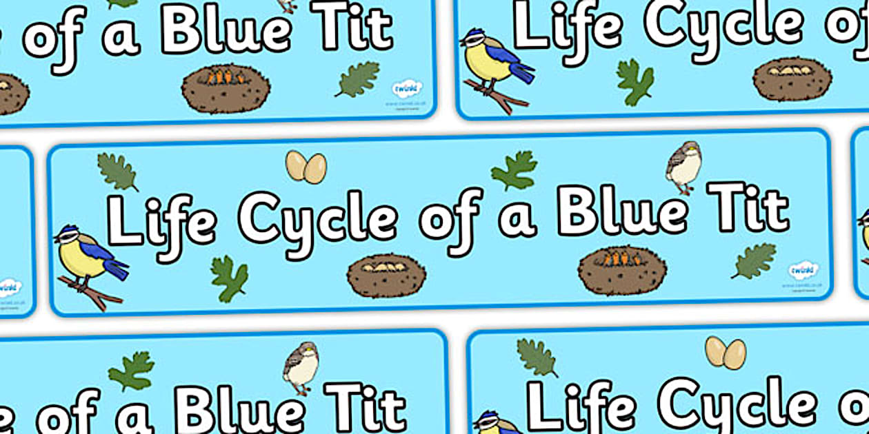 Blue Tit Life Cycle Display Banner (teacher made) - Twinkl