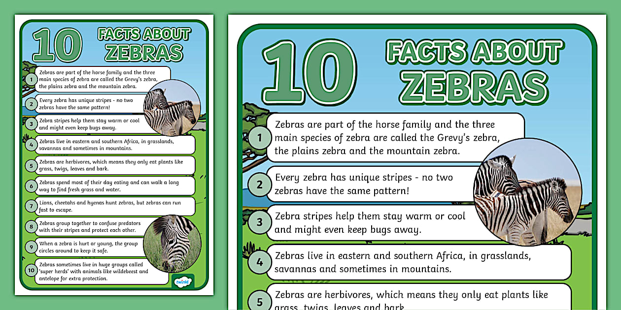 10 Facts about Zebras Display Poster (teacher made) - Twinkl