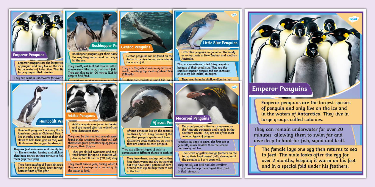 KS2 Penguin Species Posters - Twinkl