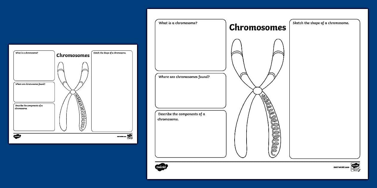 Chromosomes Mind Map Activity for 6th-8th Grade - Twinkl