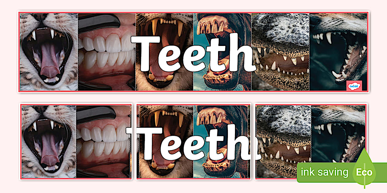 Teeth Photo Display Banner (teacher made) - Twinkl