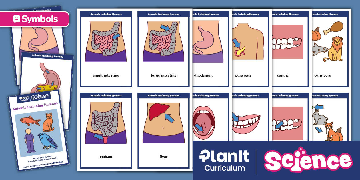 Twinkl Symbols: PlanIt Science Animals Including Humans Year 4 Flashcards