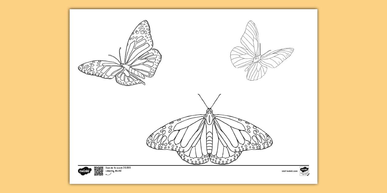Butterfly Colouring | Colouring Sheets
