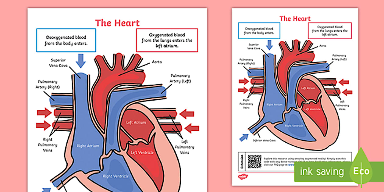 Heart Diagram Labelling Activity - Science - Twinkl QR