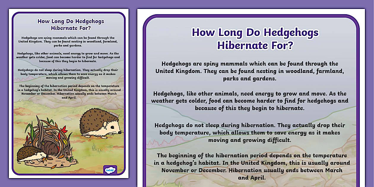 Hedgehog Hibernation Period Display Poster (teacher made)