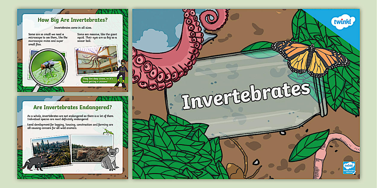 Invertebrates PowerPoint (teacher made) - Twinkl