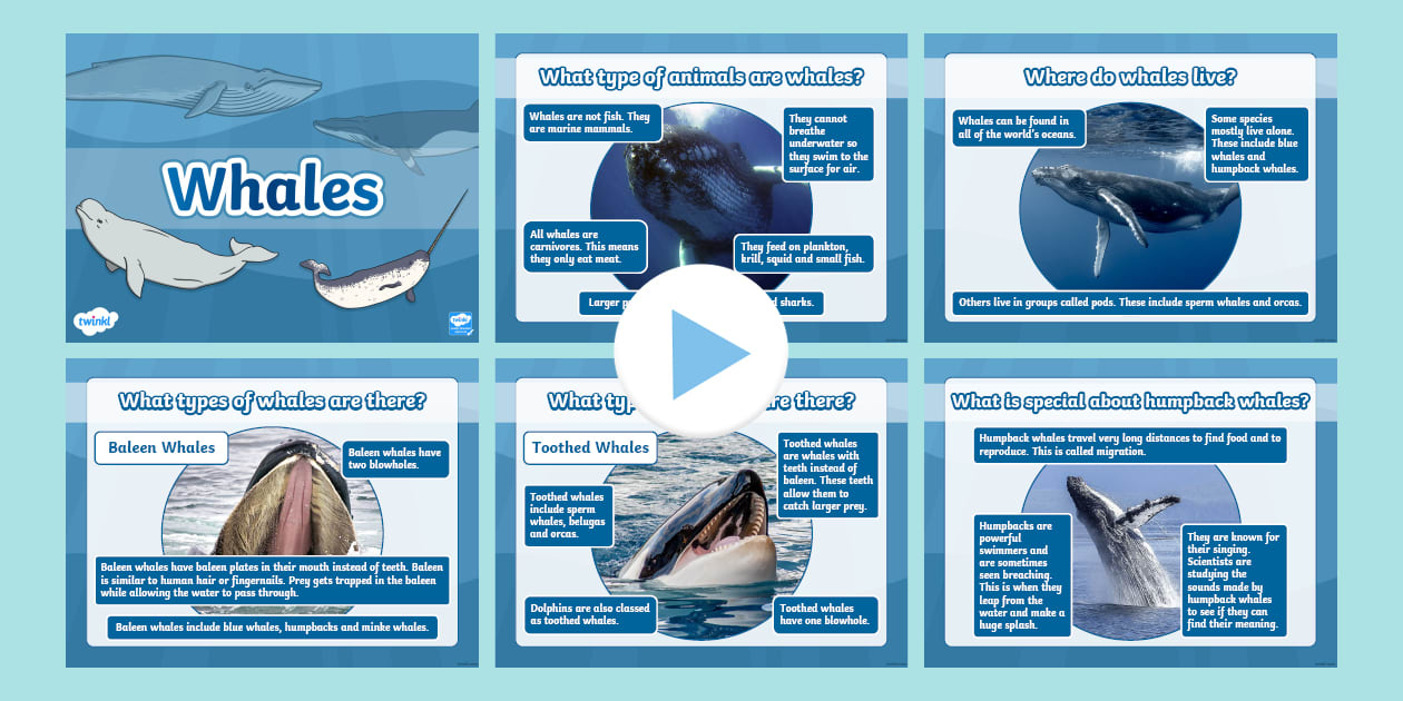 KS1 Whales PowerPoint - KS1 - Marine Animals (teacher made)