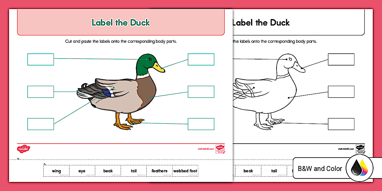 Early Childhood Label the Duck Cut and Paste Worksheet